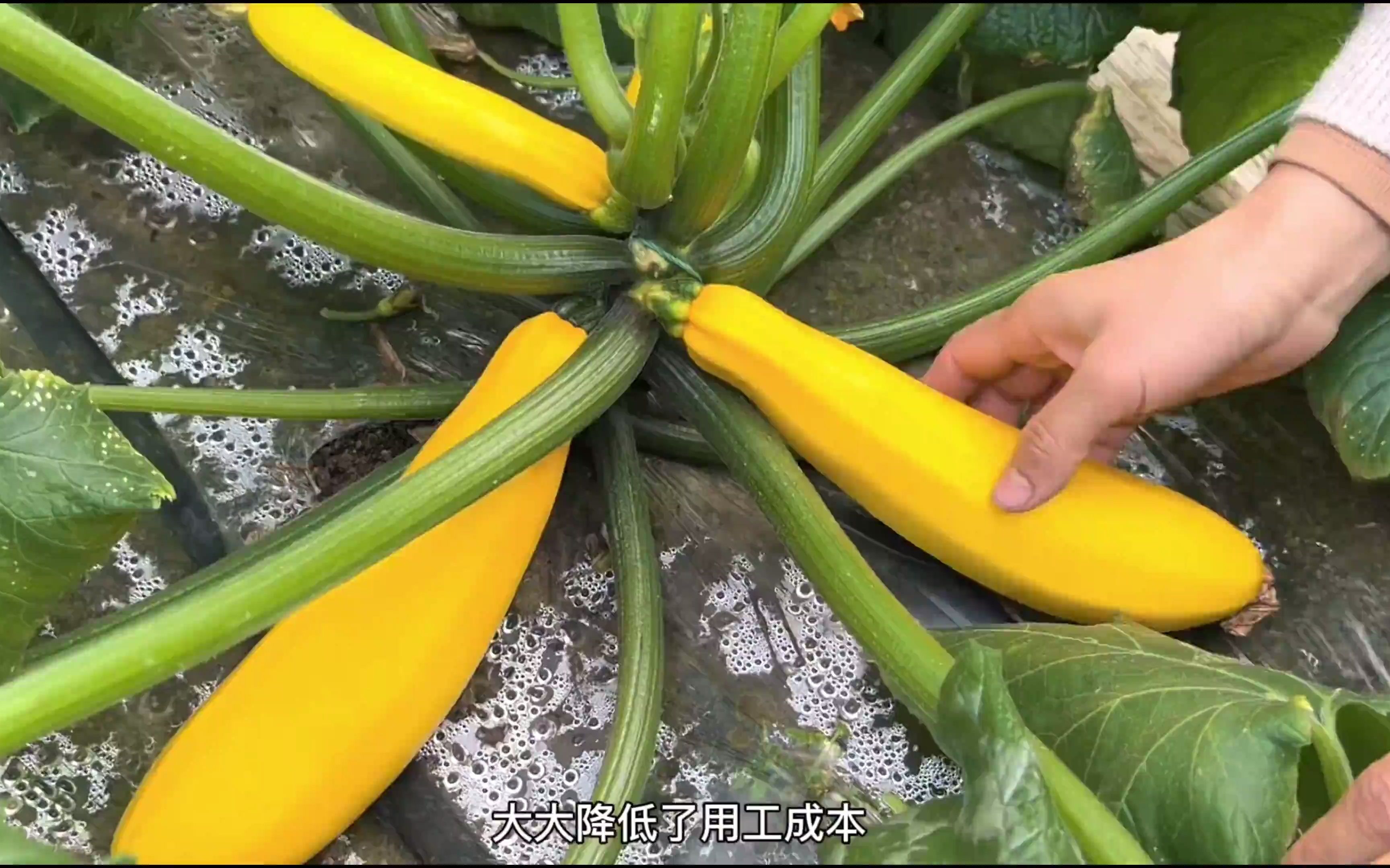 全智能化温控、喷淋、滴灌、补光等技术的现代化温室园区