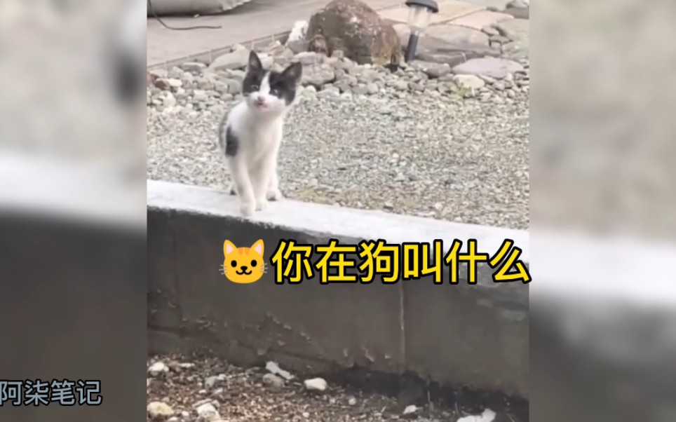 猫咪:你在狗叫什么?!