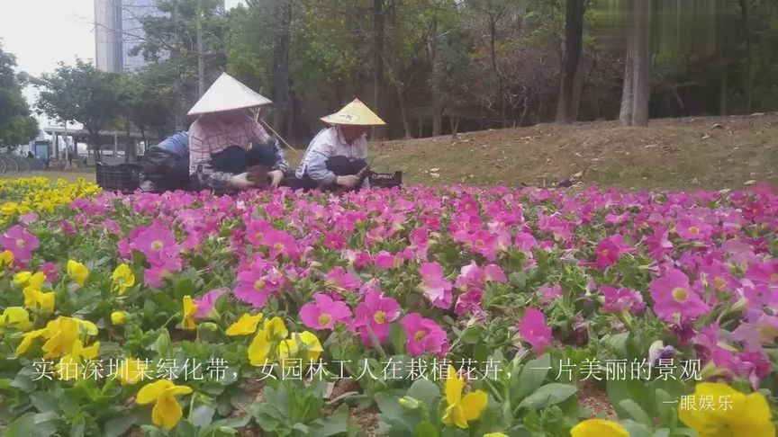 实拍深圳某绿化带,女园林工人在栽植花卉,一片美丽的景观