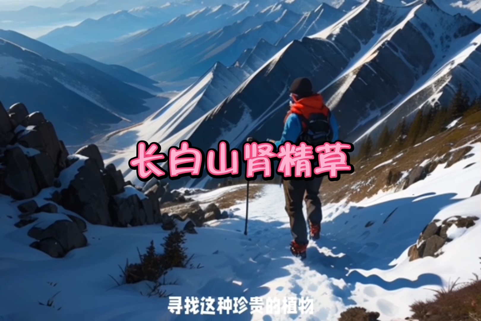 肾精草:一种神奇的植物,也叫“嗷嗷叫”你了解它吗