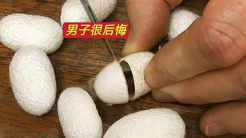 男子切开春蚕茧惊呆!它竟变成这样,后悔已来不及!
