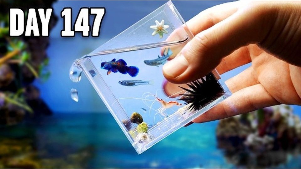 打造一个微型海滩生态系统(包含26种生物)