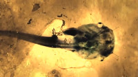 蝌蚪到青蛙整个演变成长过程在X光照下显得非常神奇!