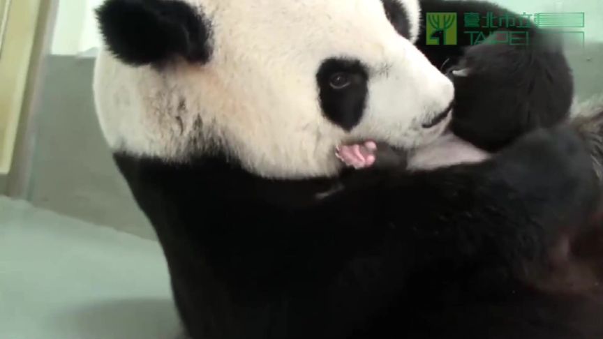 熊猫成长记录:世上只有妈妈好,怀里超舒服!