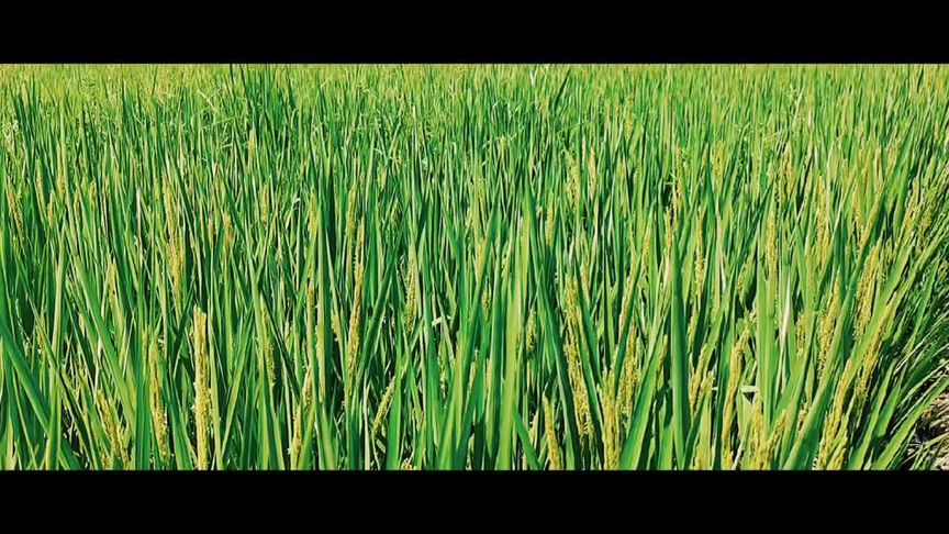 秋天的稻田#免费景点 #稻田风光 #治愈系风景 #网红 #随手拍