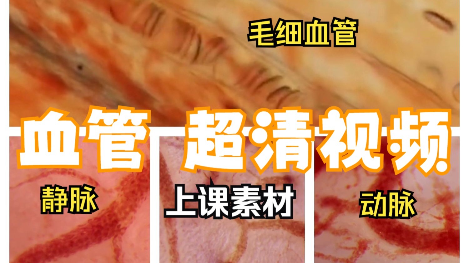 血管 观察血液流动 超清视频