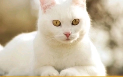 【猫猫百科】中国本土猫种分类