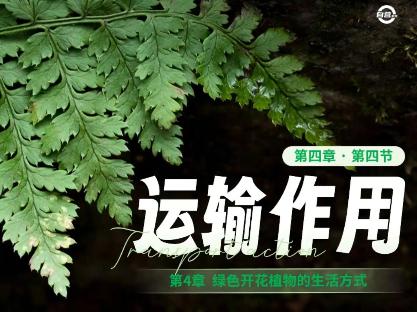 北师大七上《运输作用》课件+教案