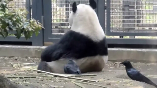 鸟儿为筑巢天天去薅熊猫毛,屁股快扯秃了!网友:“无价”之窝?