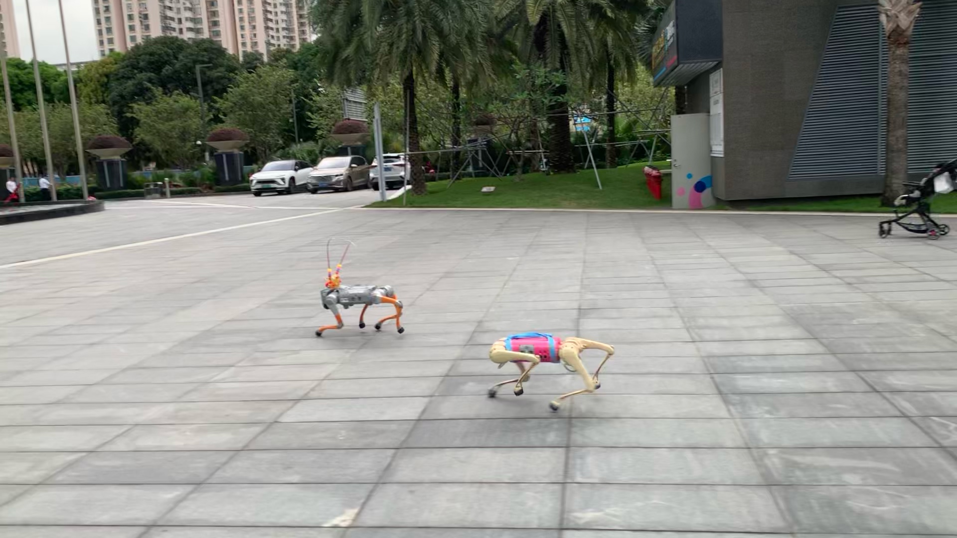 两只狗子 赛跑 机器狗比赛