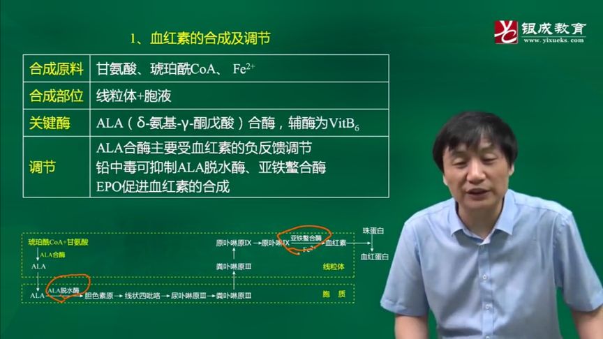 43 生化12章-02红细胞的代谢(10分钟)