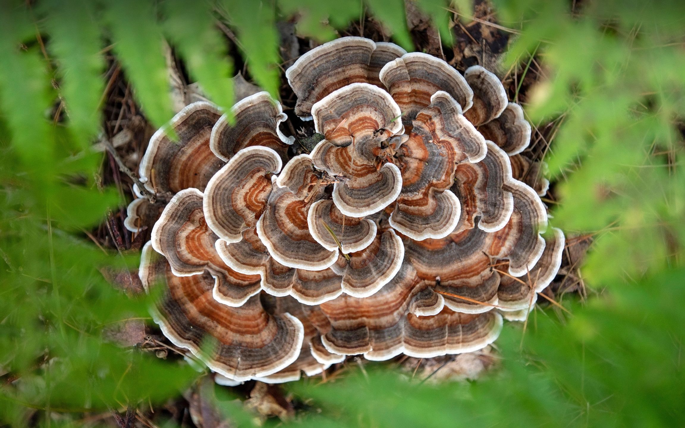 火鸡尾蘑菇,布里瓦德,北卡罗来纳州,美国 (© Bill Gozansky/Alamy ...