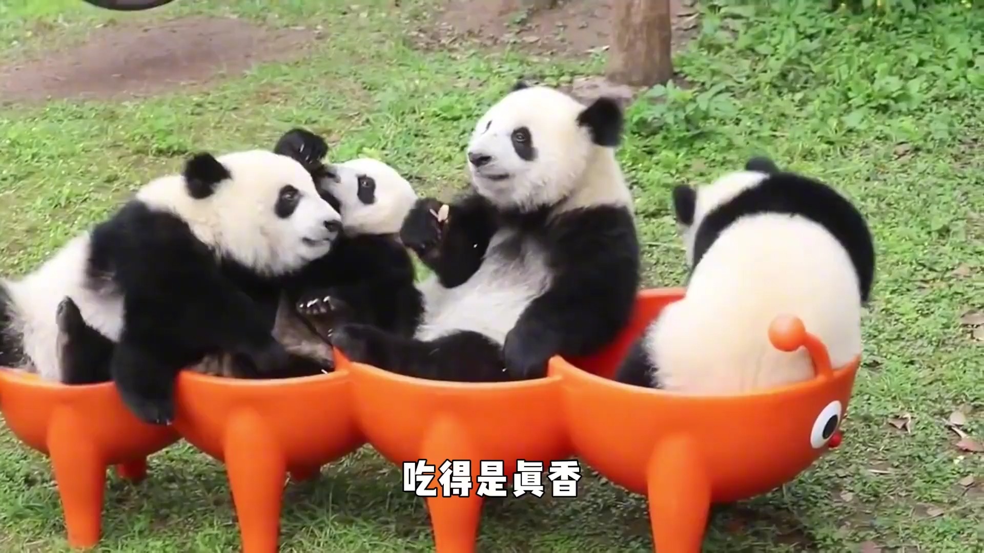 小熊猫为了抢竹笋打架,打输就坐着哭泣,连打架都这么可爱吗?