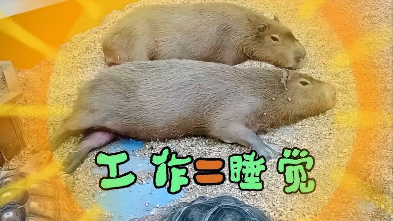 它是世界上最大的啮齿类动物,它的身价不菲,还有这么好的工作