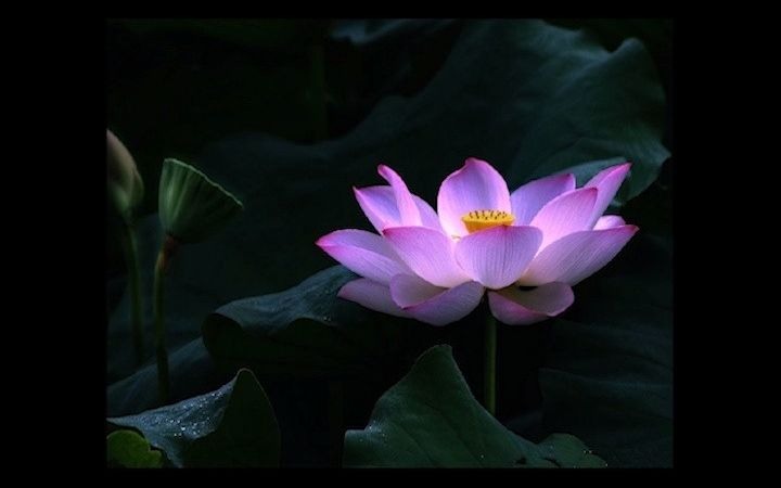 荷塘月色 朗诵 文/朱自清 配音/潇名