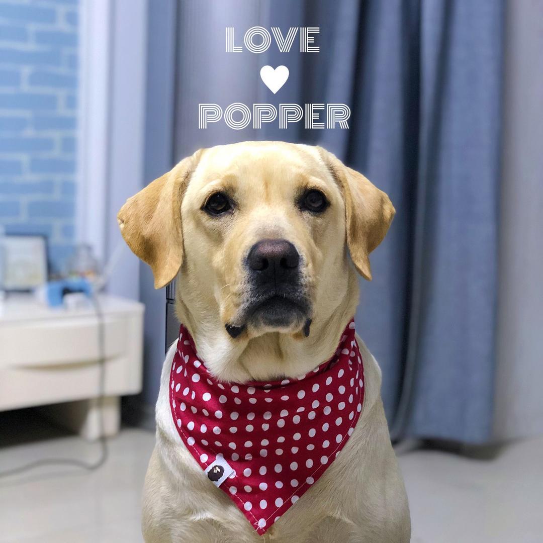 Popper拉布拉多