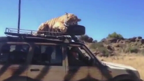 一只东北虎跳上车顶,男子吓的猛踩油门,下一秒意外发生了!