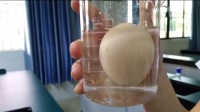 初二生物实验操作考试教程 鸡卵篇!考点到位