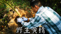 秋天大别山深处遇野生黄精,金寨西山药库资源很丰富,挖回家炖肉
