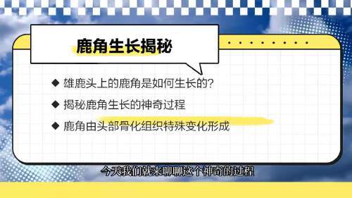 鹿角竟是活细胞组成?揭秘鹿角生长的神奇生化过程!