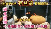 鱼缸里的硝化细菌能分解鱼便?成功建立硝化系统,才能有良好水质