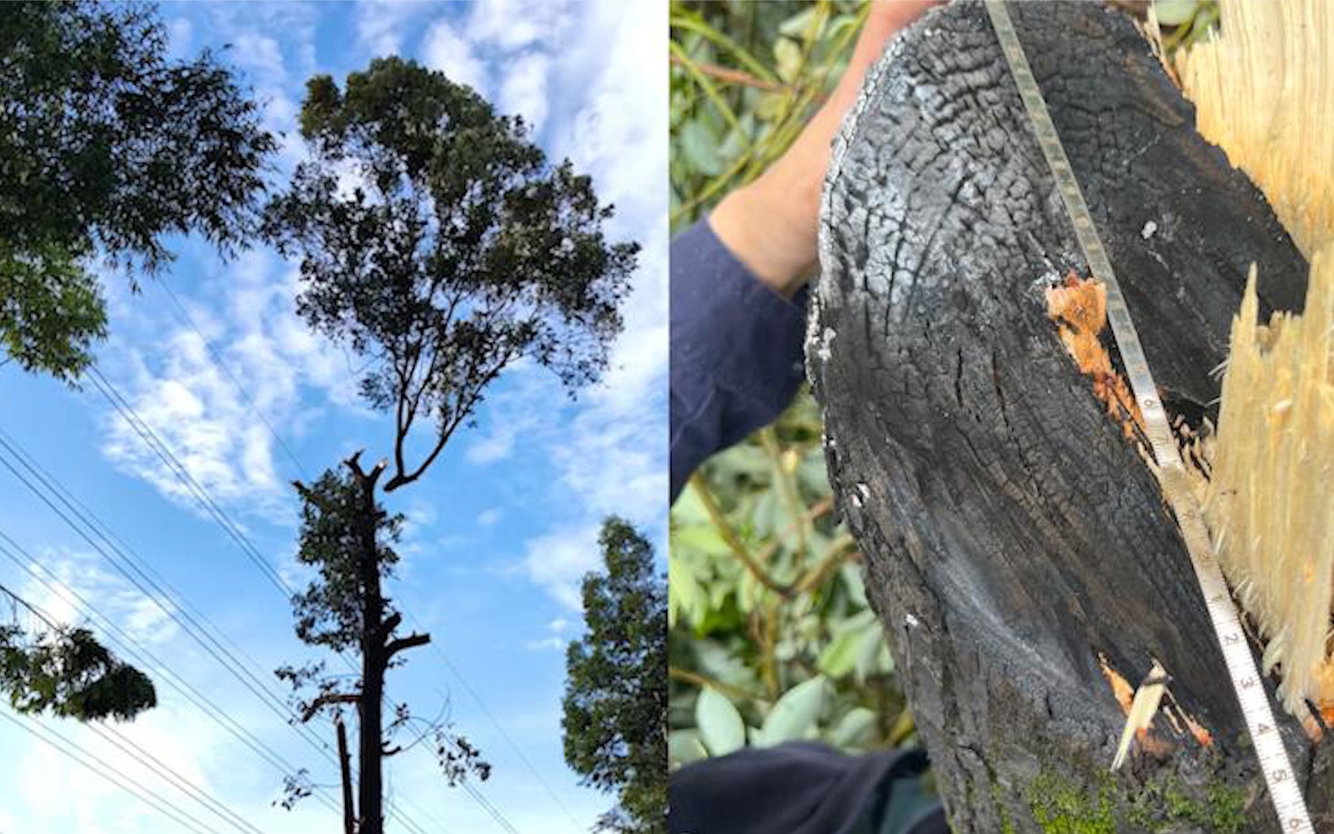 四川电力工人激光炮隔空砍树:碗口粗树杈被隔空击穿,切口焦黑如炭