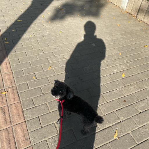 陈小可s 