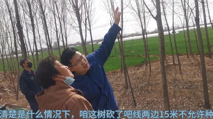 高压线下违规种树,电力部门要求砍除,看看树贩子20棵树给多少钱