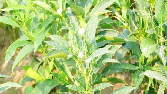 种植白术的人看过来!这几点你要注意到,不然你很可能倒大霉!