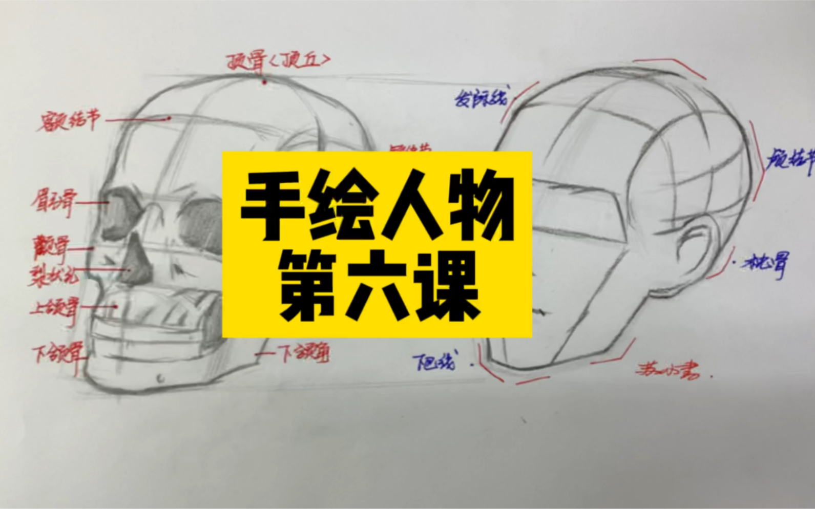 【手绘】【基础教程】动漫人物头像怎么画?人物知识要学好!