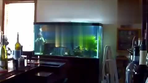 实拍鱼缸莫名爆裂,各位鱼友引以为鉴!