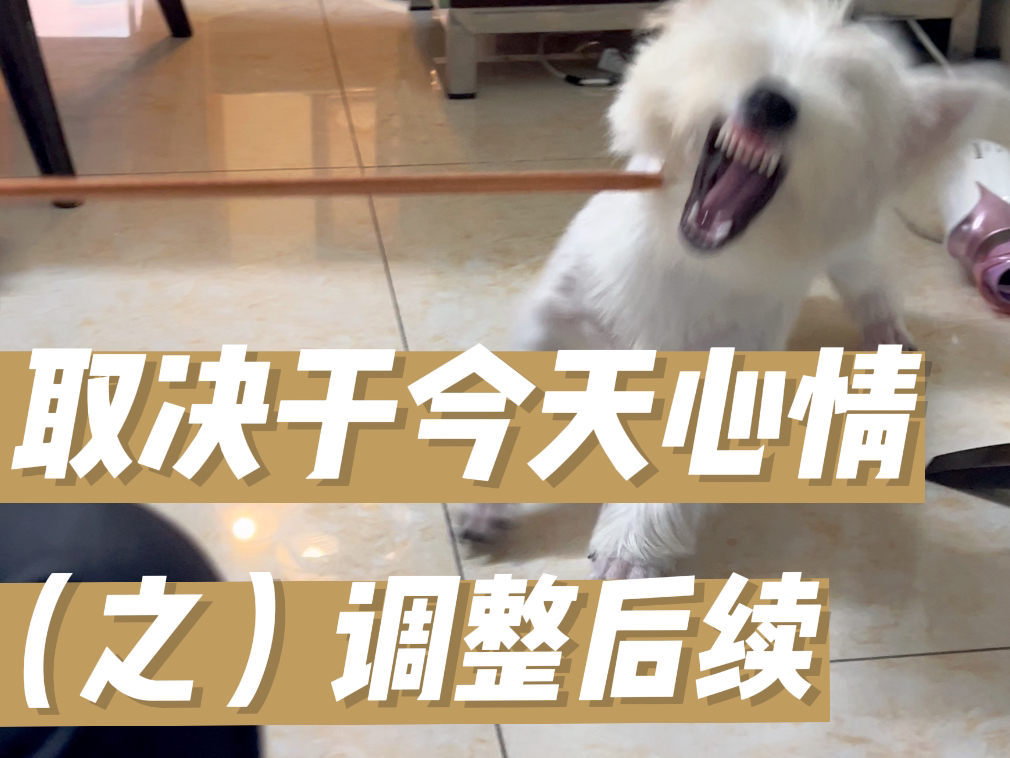 不让梳毛❓不让抱❓还突击咬人❓❓后续来啦.