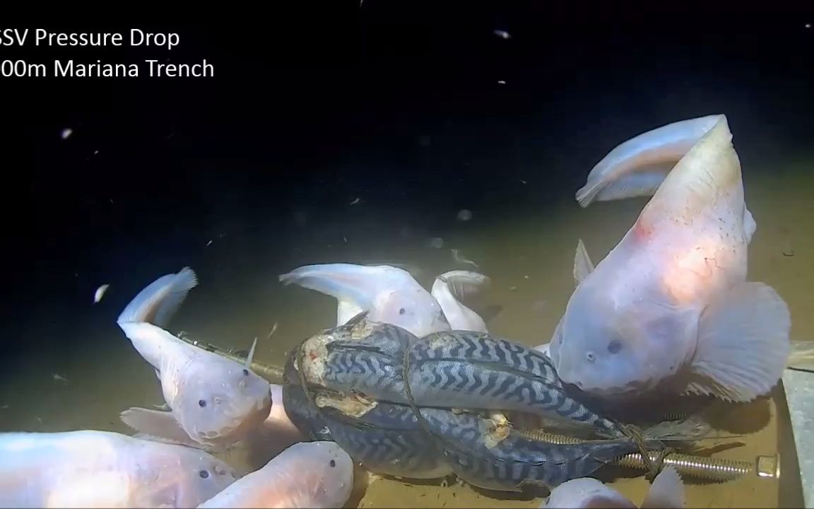 生活在世界最深处的鱼—马里亚纳狮子鱼 Pseudoliparis swire