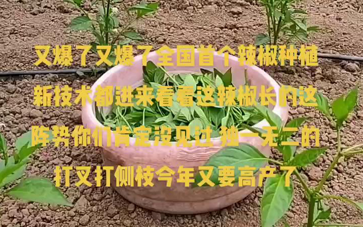 【新农村】81椒种植管理技术#种植小技巧这样管理种植辣椒今年一定...