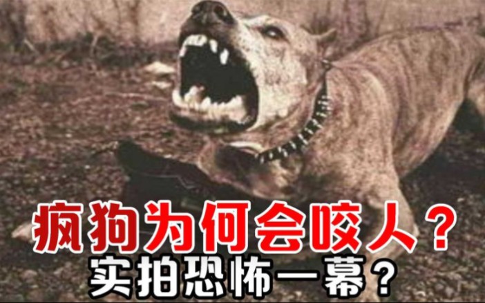 疯狗为何会乱咬人,实拍恐怖一幕,被咬伤后该如何处理?