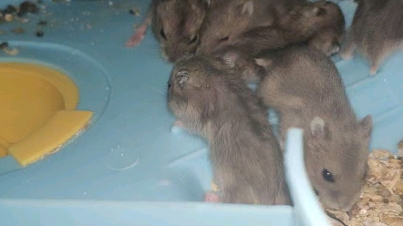 仓鼠幼崽早期驯服饮水器的珍贵视频