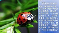 李泽桓-动物天气预报