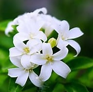 冰岛来的沐沐 