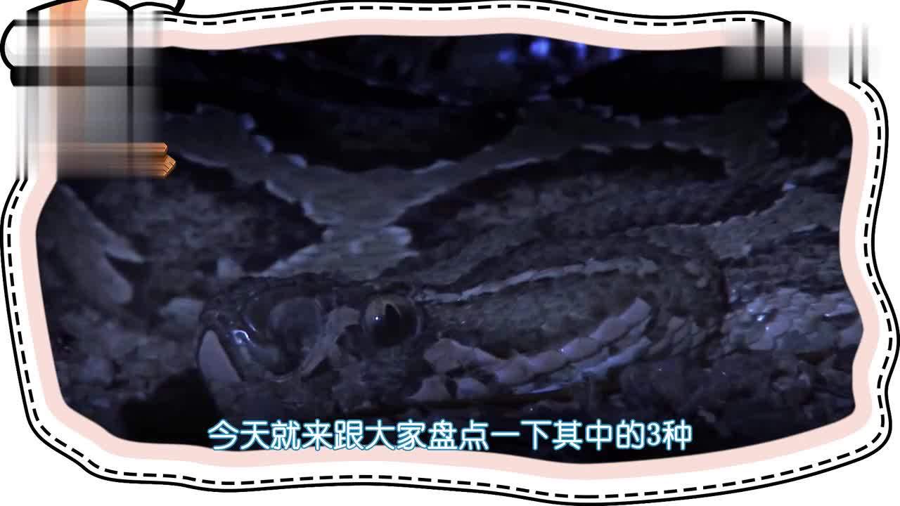 世界上最毒的10种蛇,排名第一的蛇