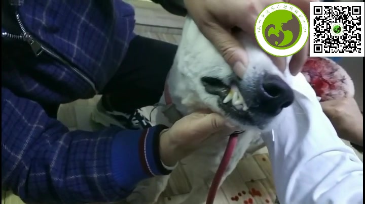 救助站绝对不是想象中的流浪动物天堂,密度过大打架是常事!萨摩耶阴...