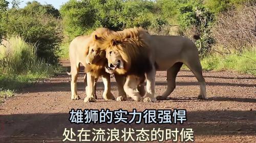 雄狮的实力很强悍,处在流浪状态的时候,为何要组成雄狮联盟?