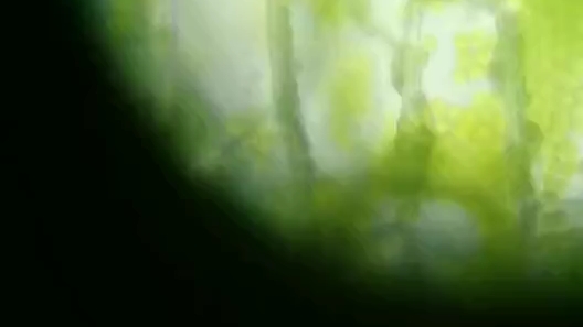 【实验】观察植物中细胞质流动