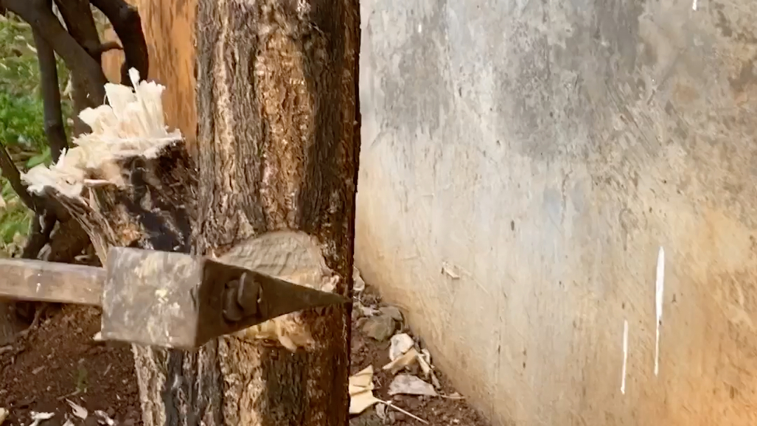 小院整改计划第一步,先把不需要的树木清理