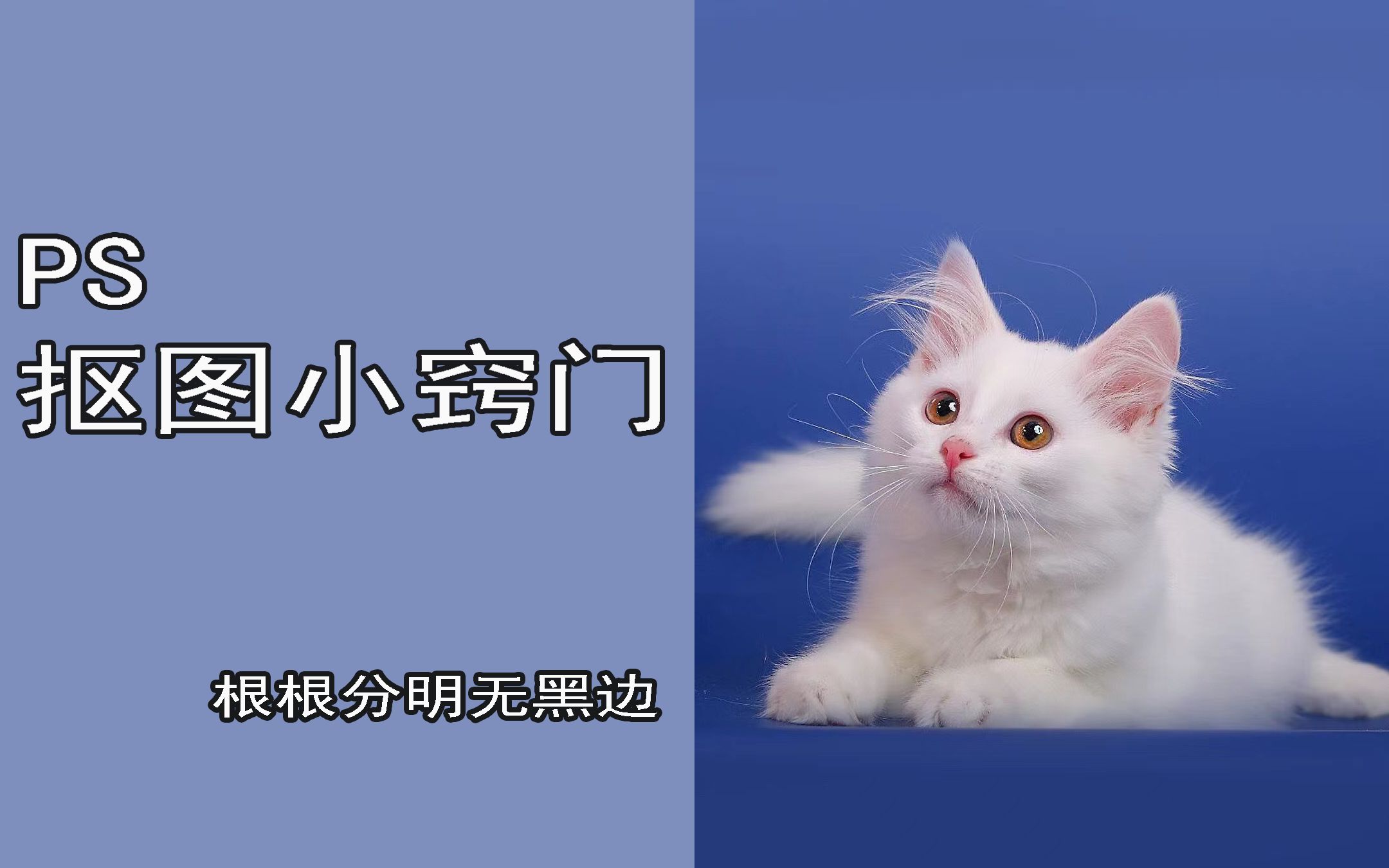 【PS教程】抠动物毛发有黑边怎么办?小窍门快拿下!