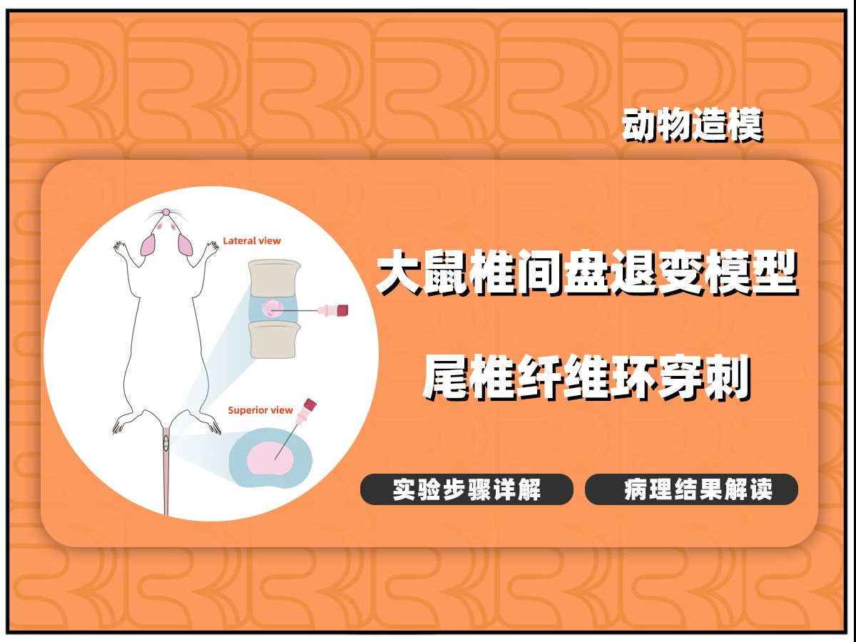 动物模型|大鼠椎间盘退变造模方法及分级评判标准