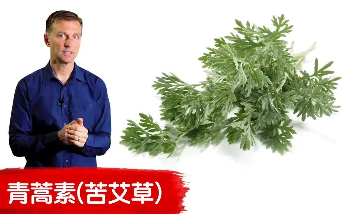 青蒿素(苦艾草)健康益處,柏格醫生 Dr Berg