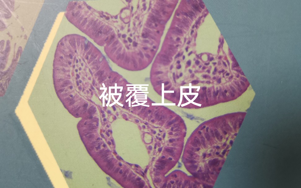 上皮组织(一)