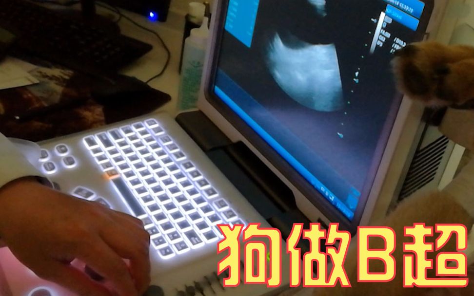 狗狗重病住院,如何做B超?