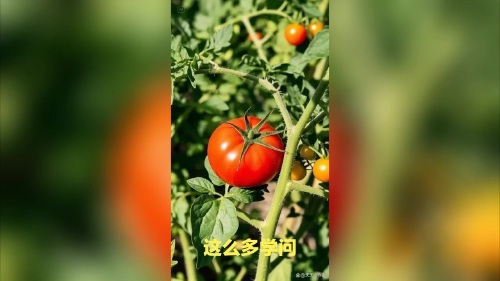 西红柿开花到成熟:时间与影响因素解析