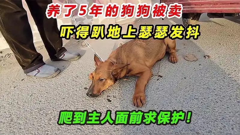 养了5年的狗狗被卖,吓得趴地上瑟瑟发抖,爬到主人面前求保护!